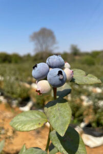 Bearberries | Premium Berries